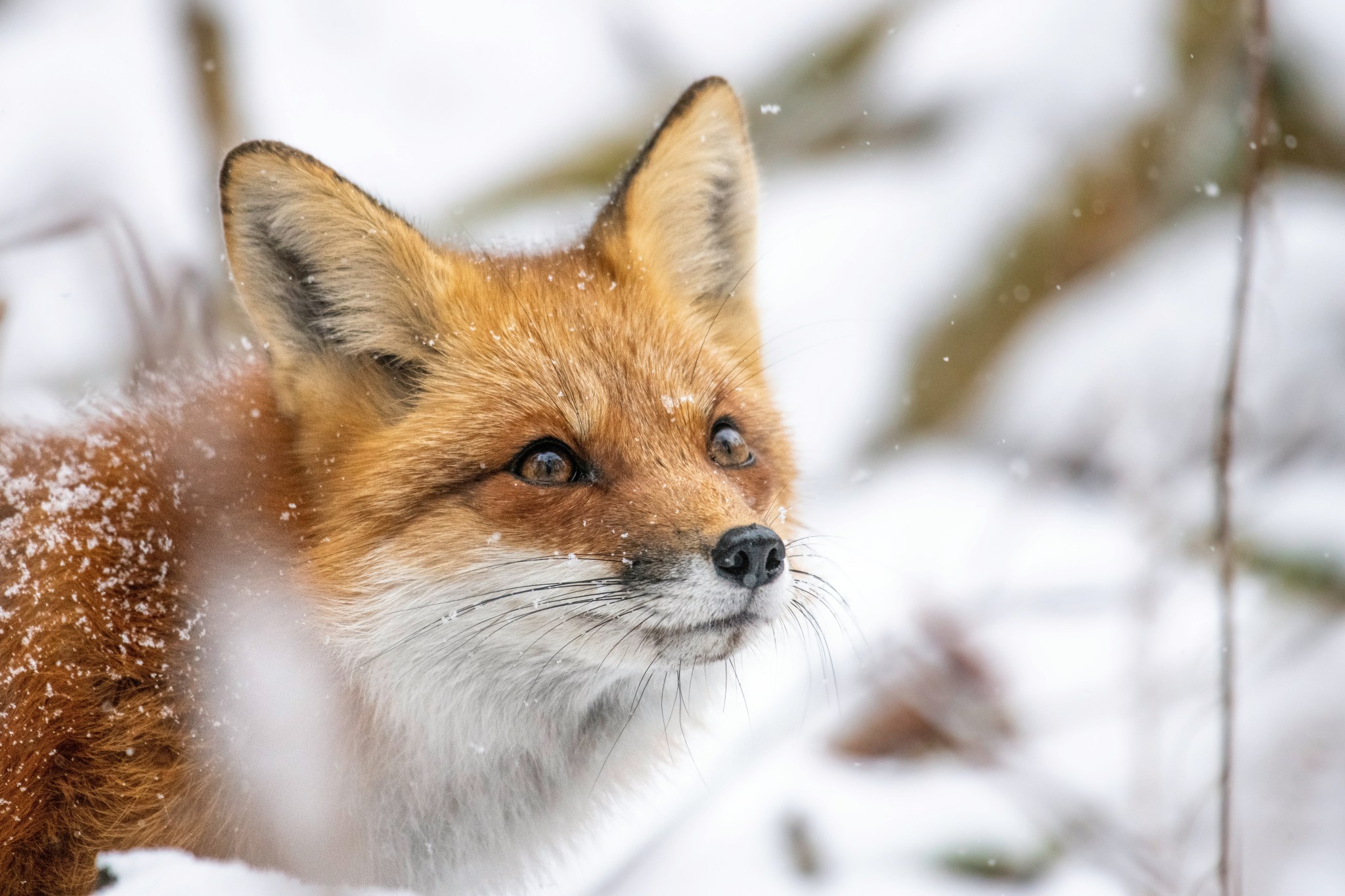 Toronto’s Changing Urban Wildlife – TERRA ELYSIUM
